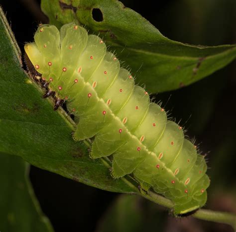 Maryland Biodiversity Project Luna Moth Actias Luna