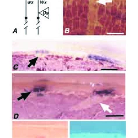 Lineage Analysis Of Aleurone Development A Chromosome Constitution