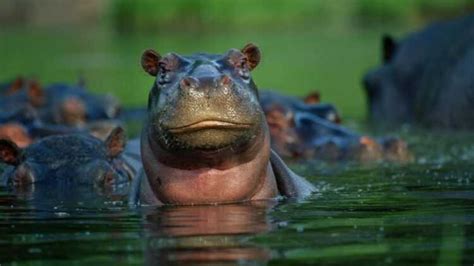 Бегемот (лат. Hippopotamus amphibius): фото, описание, питание ...