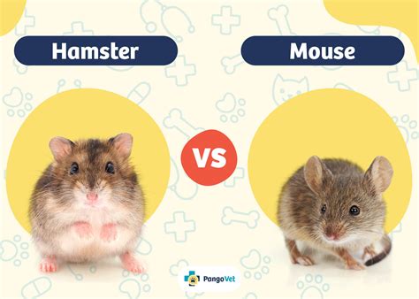 Hamster Vs Mouse Vet Reviewed Differences With Pictures The Vet Desk
