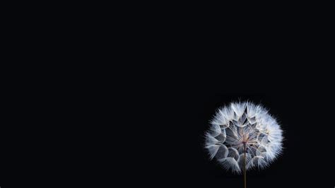 Lisa Ericsson Posted On Linkedin