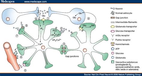 Gap Junction Neuron
