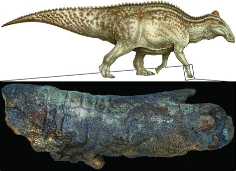 Dinosaur “mummies” Might Not Be As Unusual As Eurekalert