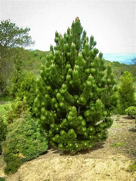 Oregon Green Austrian Pine For Sale The Tree Center