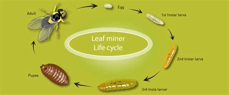 Leaf Miner Life Cycle Biobee Chile
