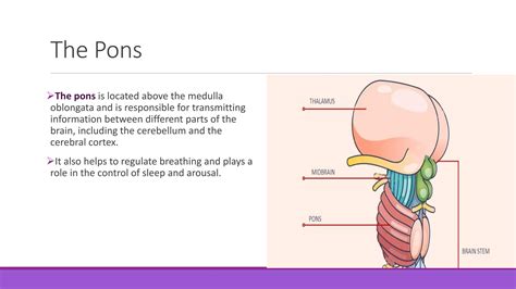 Unit I The Anatomy And Physiology Of The Brainstempptx