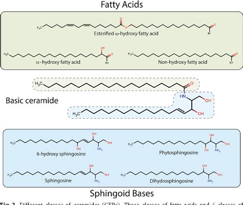 Figure 1 From The Structure Function And Importance Of Ceramides In