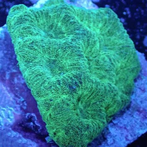 Green Favia F2 Aquarium Reefers