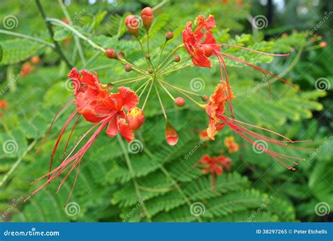 Pride Of Barbados Stock Image Image Of Paradise Bird 38297265