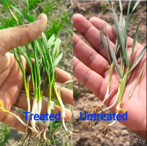 Silica 109 Silicate Solubilizing Bacteria Grade Standard Bio Tech