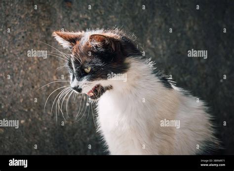 Portrait Featuring A Black And White Cat Meowing Showcasing Its