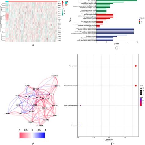 Transcriptomics Analysis Of M7g High And Low Expressions In Ucec