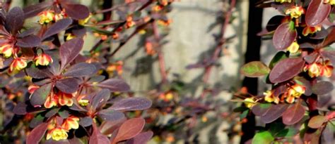 Dwarf Barberry Varieties Berberis For Low Lying Hedges And Wonderful