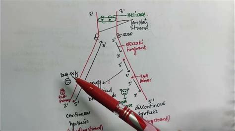 Main Enzymes Name In Dna Replication Dnareplication