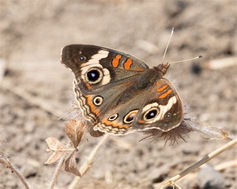 Common Buckeye Native Here Nursery