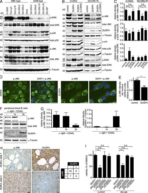 Jnk Is The Preferred And Biologically Relevant Map Kinase Target Of Download Scientific Diagram