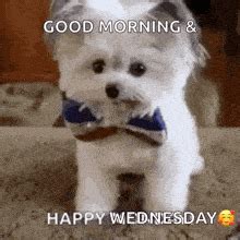 Happy Wednesday S Tenor