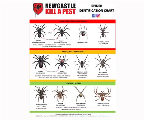 Dangerous Spiders Chart