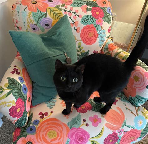 Persistent Deciduous Teeth Crown Veterinary Dental