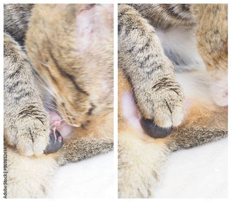 Male Cat Genitalia Picture