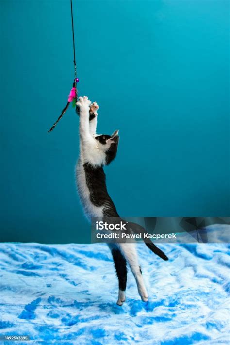 Happy Cat Having Fun A Cat Jumping Behind A Toy An Artificial Feather