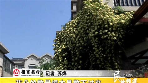 新闻黄木香1腾讯视频