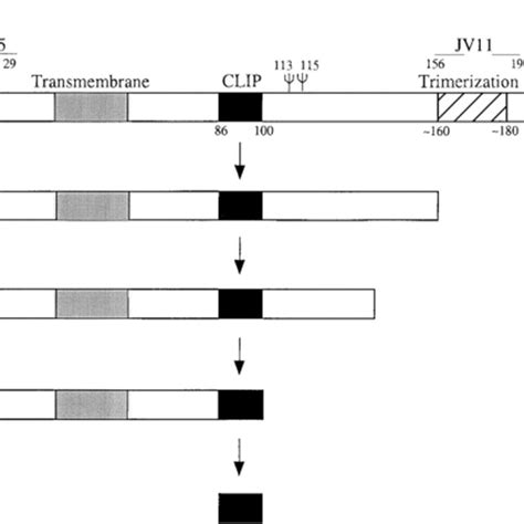 A Comparison Of Bone Marrowderived Dc And Dc Induced By Flt3 Ligand