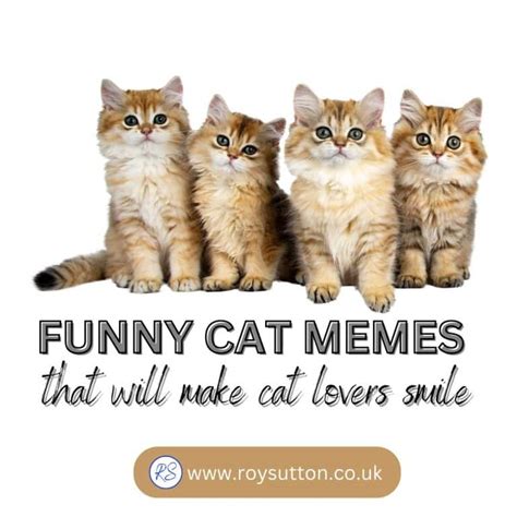 Funny Cat Memes Thatll Make Cat Lovers Smile Roy Sutton