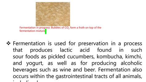 Fermentation Pptx