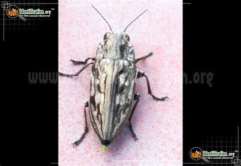 Sculptured Pine Borer Beetle