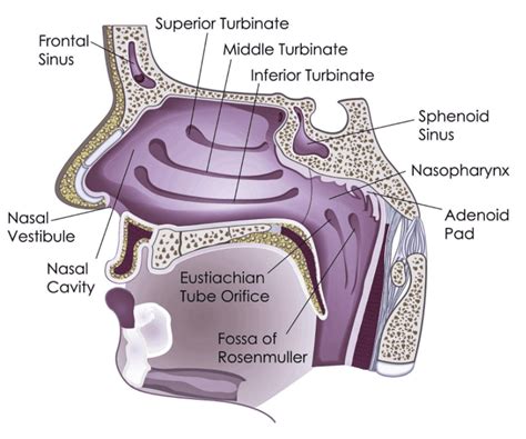 Food Getting Stuck In Nasal Cavity Foreign Body In The Nose