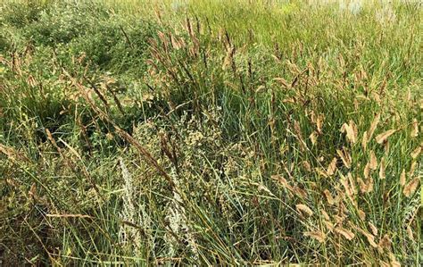Ergot In Western Wheatgrass And The Potential Effects For Winter Grazing