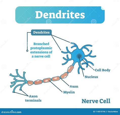Dendrite Structure And Function Wajuli