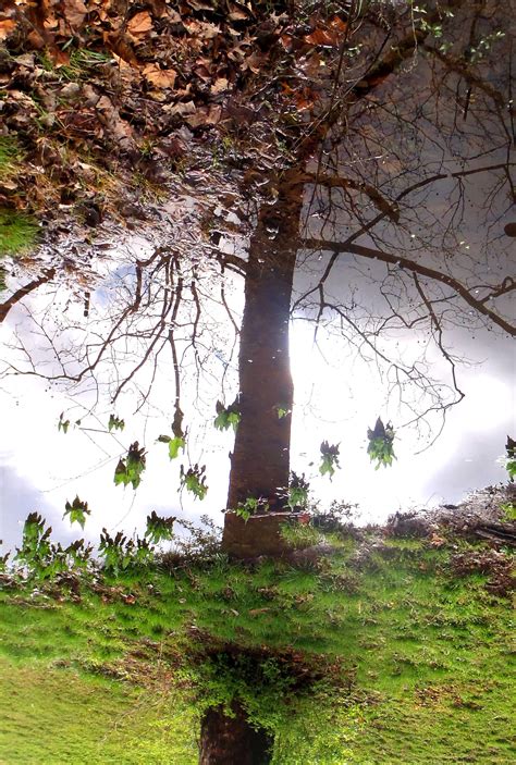 Weird Forest Photography Forest Plants