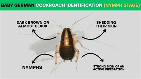 German Cockroach Identification With Images