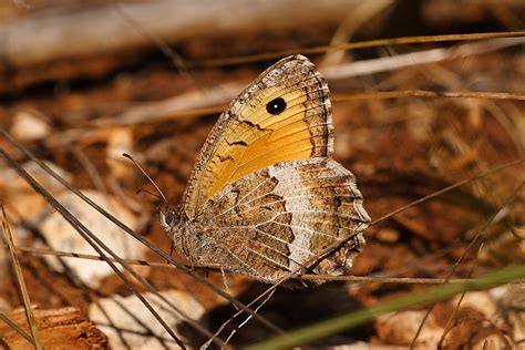 Arethusana Arethusa