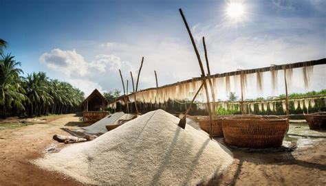 Traditional Sago Processing From Harvesting The Sago Palm To Sundrying The Starch Premium Ai