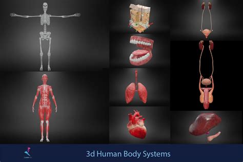 Human Body Systems 3d Props Unity Asset Store