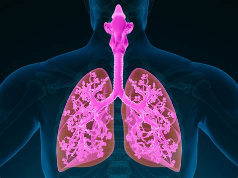 Anatomía Del Sistema Pulmonar