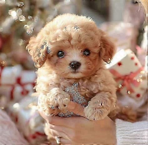 2025 New Robot Dog For Adults Ai Robotic Dog Nicoo My Realistic