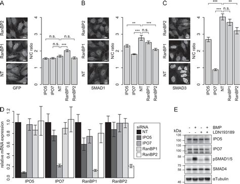 Quantitative Proteomics Of The Smad Suppressor Of Mothers Against