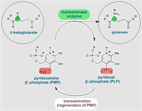 Subnormal Serum Liver Enzyme Levels A Review Of Pathophysiology And