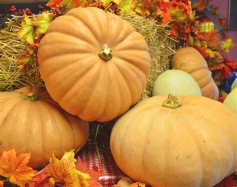 All About The Long Island Cheese Pumpkin 4 Awesome Things You Should