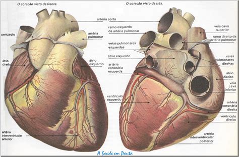 Anatomia Do Coração Pdf Nazaedu