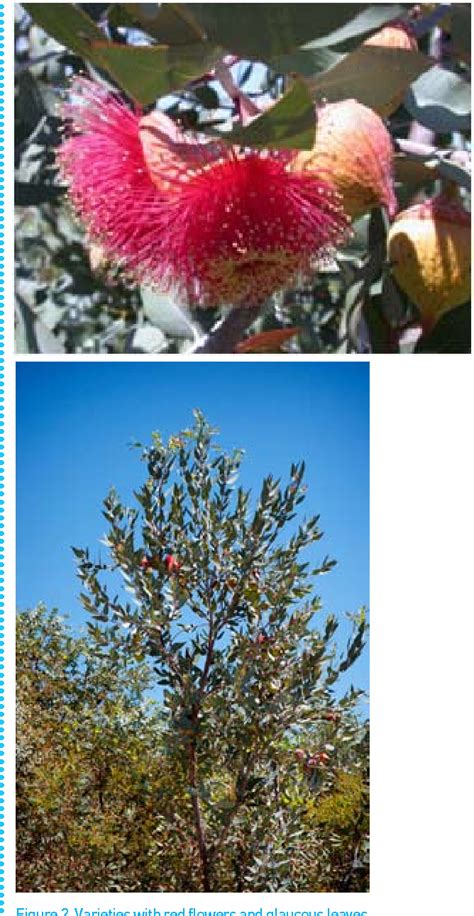 Figure 2 From The Development Of Eucalypts For Ornamental Horticulture Relies On Understanding