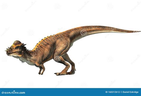 Pachycephalosaurus Stock Illustration Illustration Of Herbvore 160312612