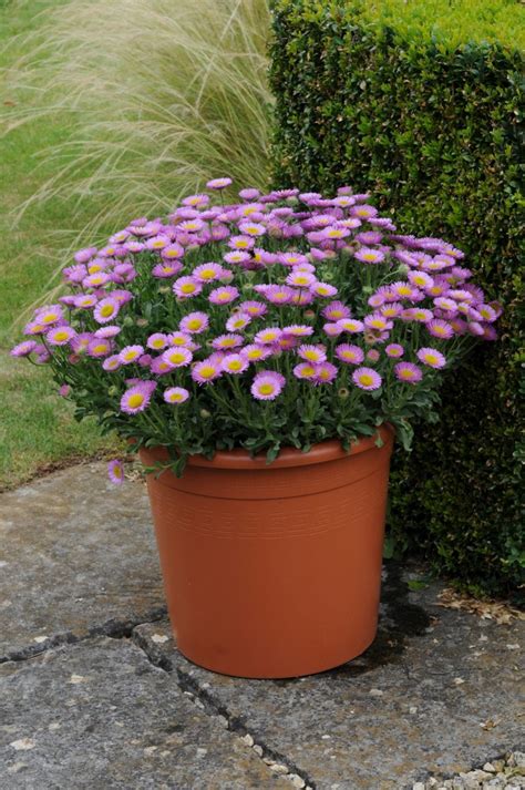 Perennial Ground Cover Collection Golden Valley Plants