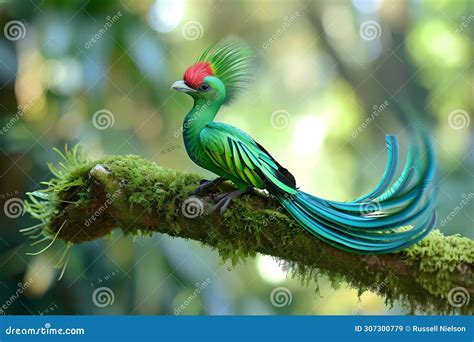 Quetzal Central And South America Stock Illustration Illustration