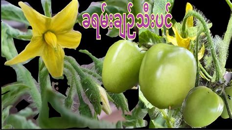 ခရမ်းချဉ်ပင်စိုက်နည်း Youtube