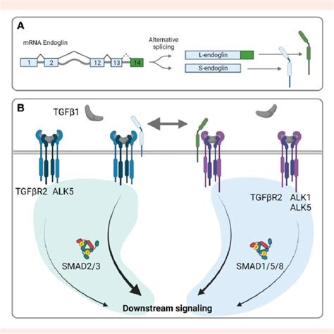 A Schematic Depiction Of The Splice Variants A And Signalling Download Scientific Diagram